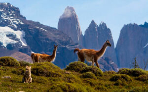 Explora impulsa la conservación vinculada al turismo en Torres del Paine